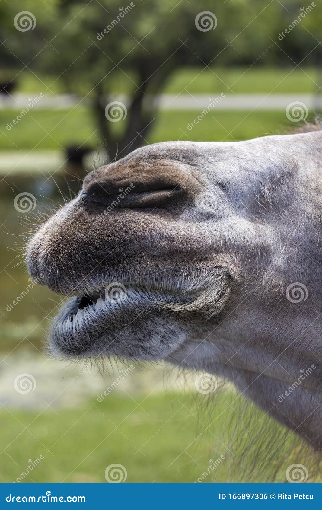 Bactrian Camel Muzzle stock photo. Image of exotic, safari - 166897306