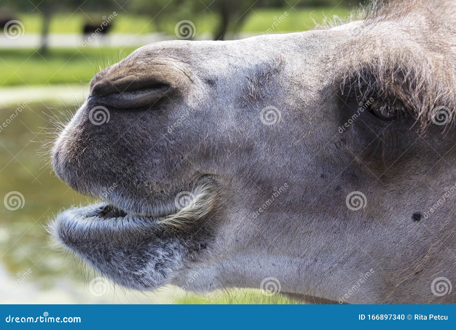 Bactrian Camel Muzzle stock photo. Image of cute, closeup - 166897340