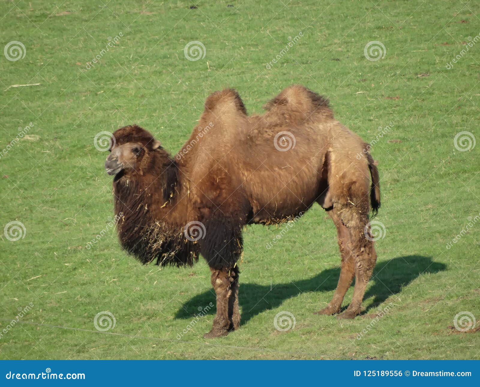 Camel stock photo. Image of bump, mammal, oasis, africa - 125189556