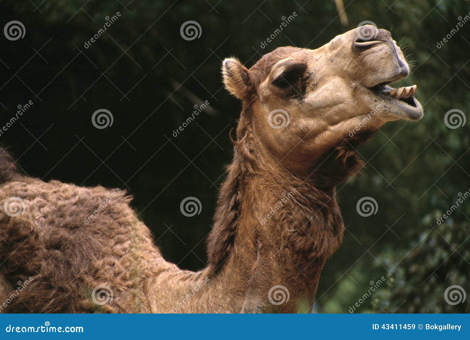 Camel stock image. Image of strong, natural, desert, tough - 43411459
