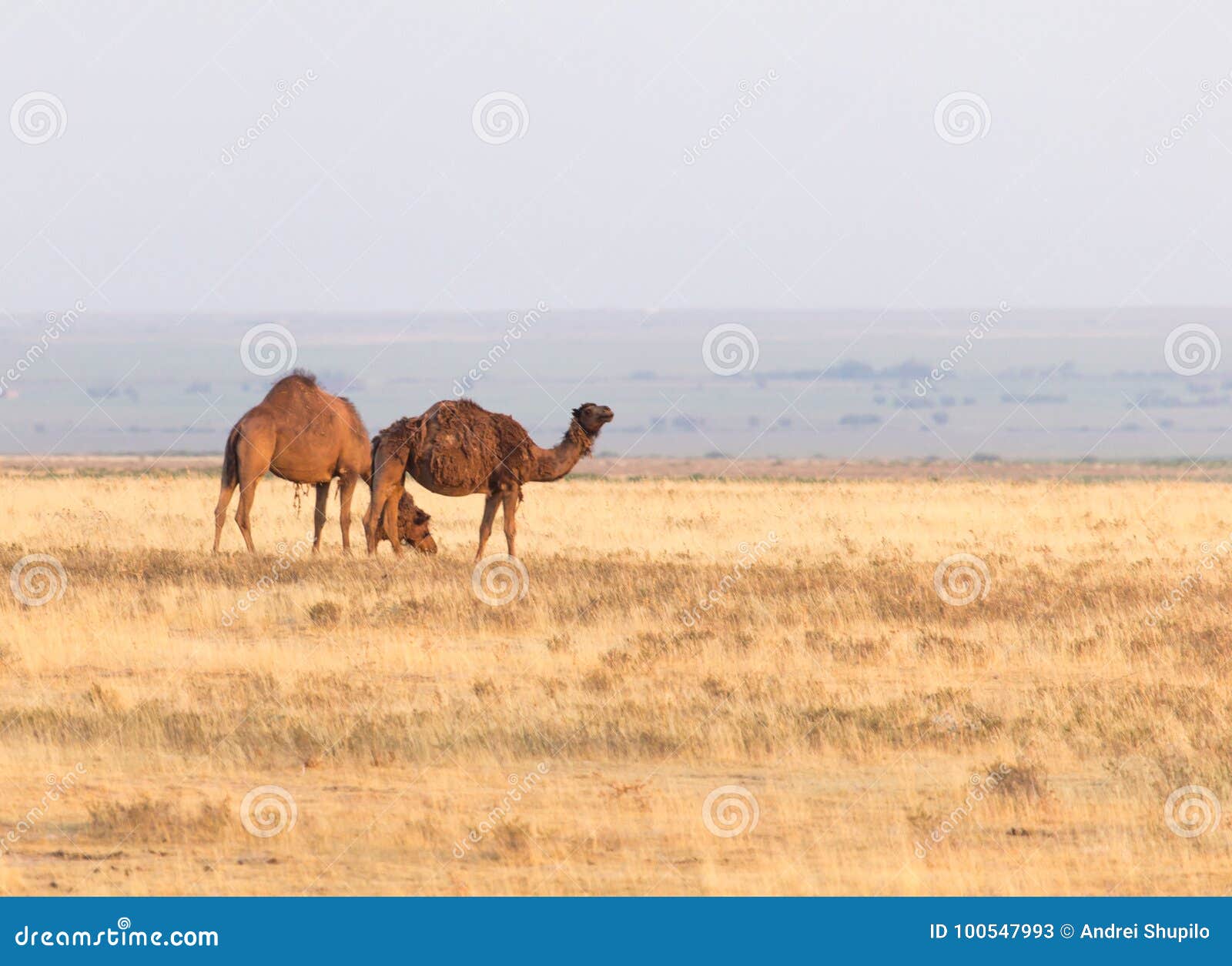Camel in nature . stock image. Image of desert, travel - 100547993