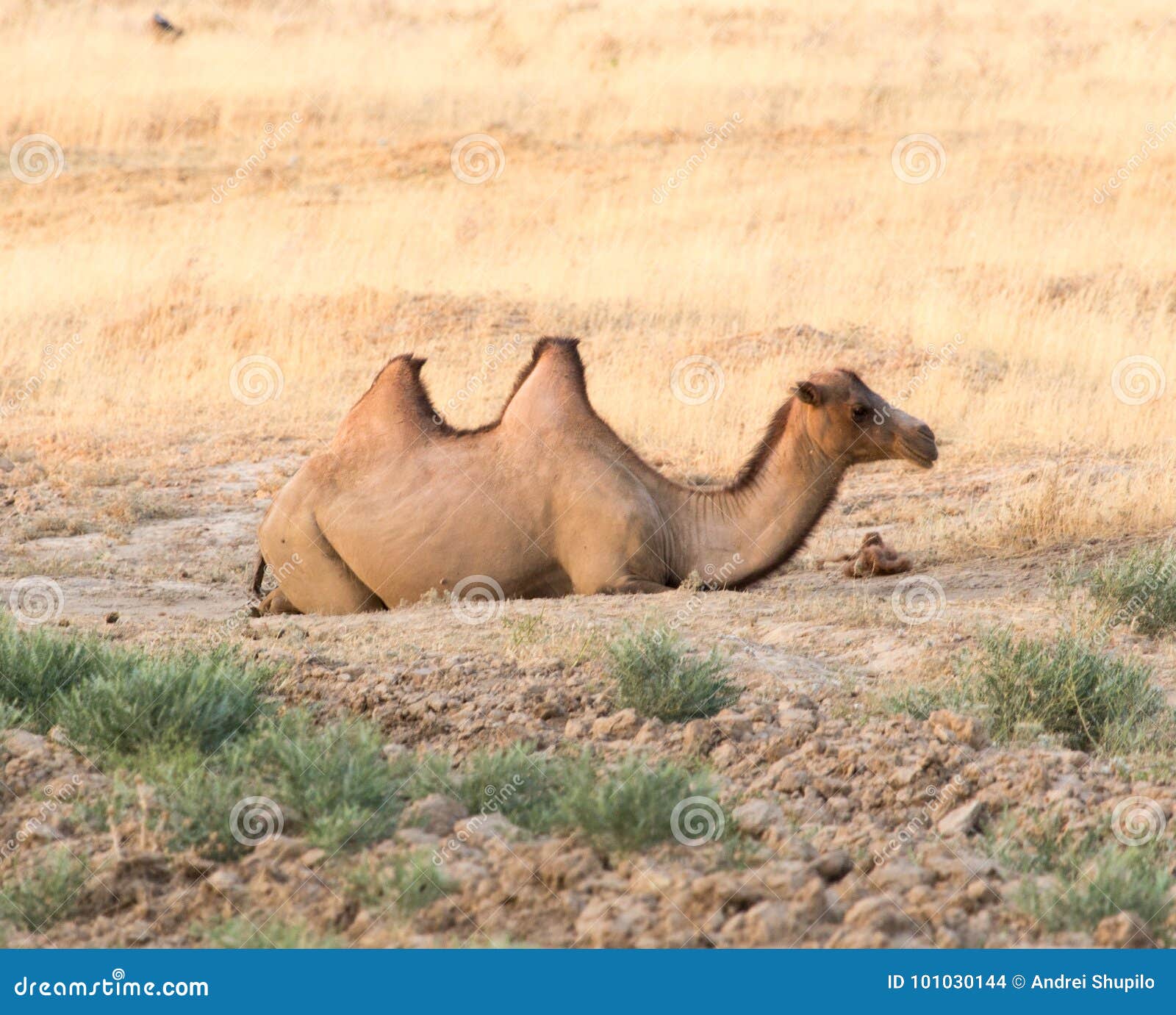 Camel in nature stock photo. Image of transportation - 101030144