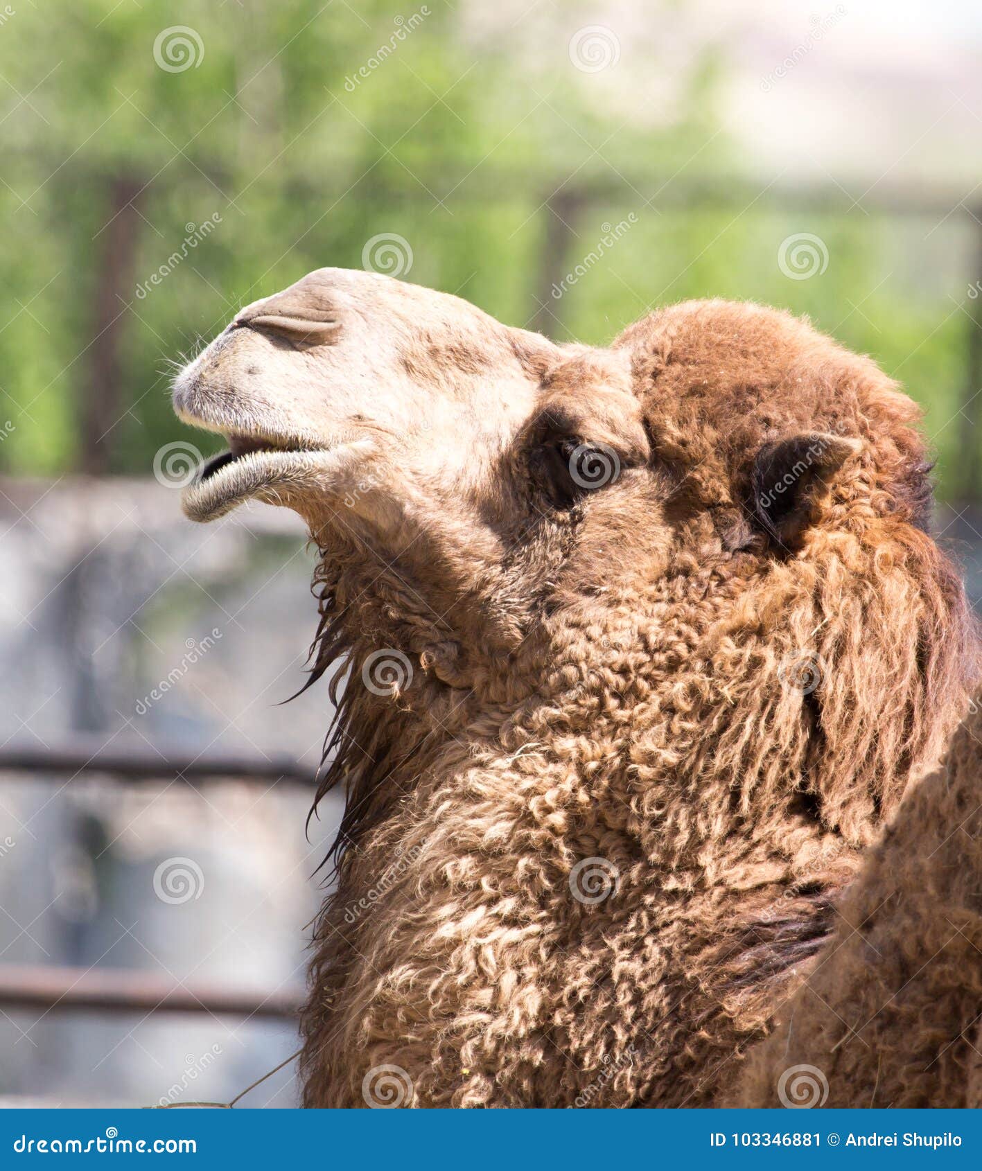Camel in nature stock image. Image of caravan, walk - 103346881