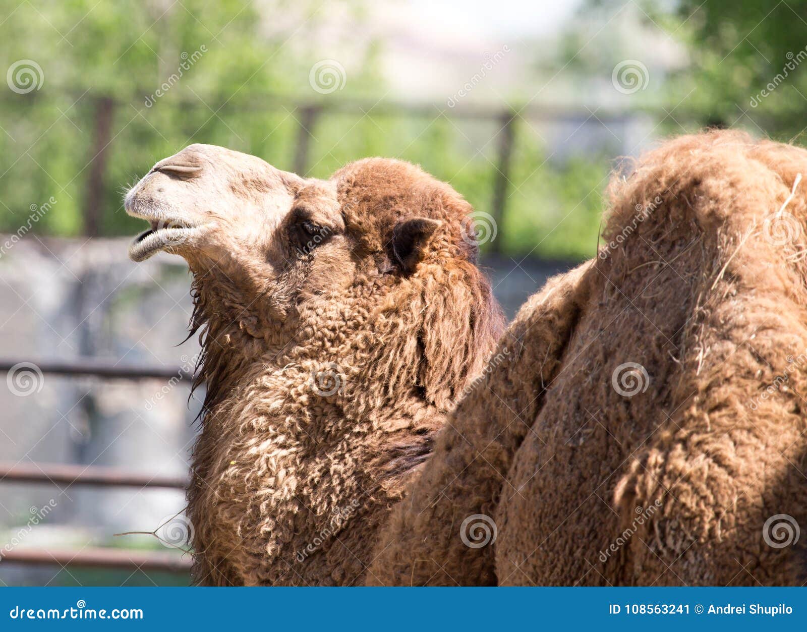 Camel in nature stock image. Image of mammal, transport - 108563241
