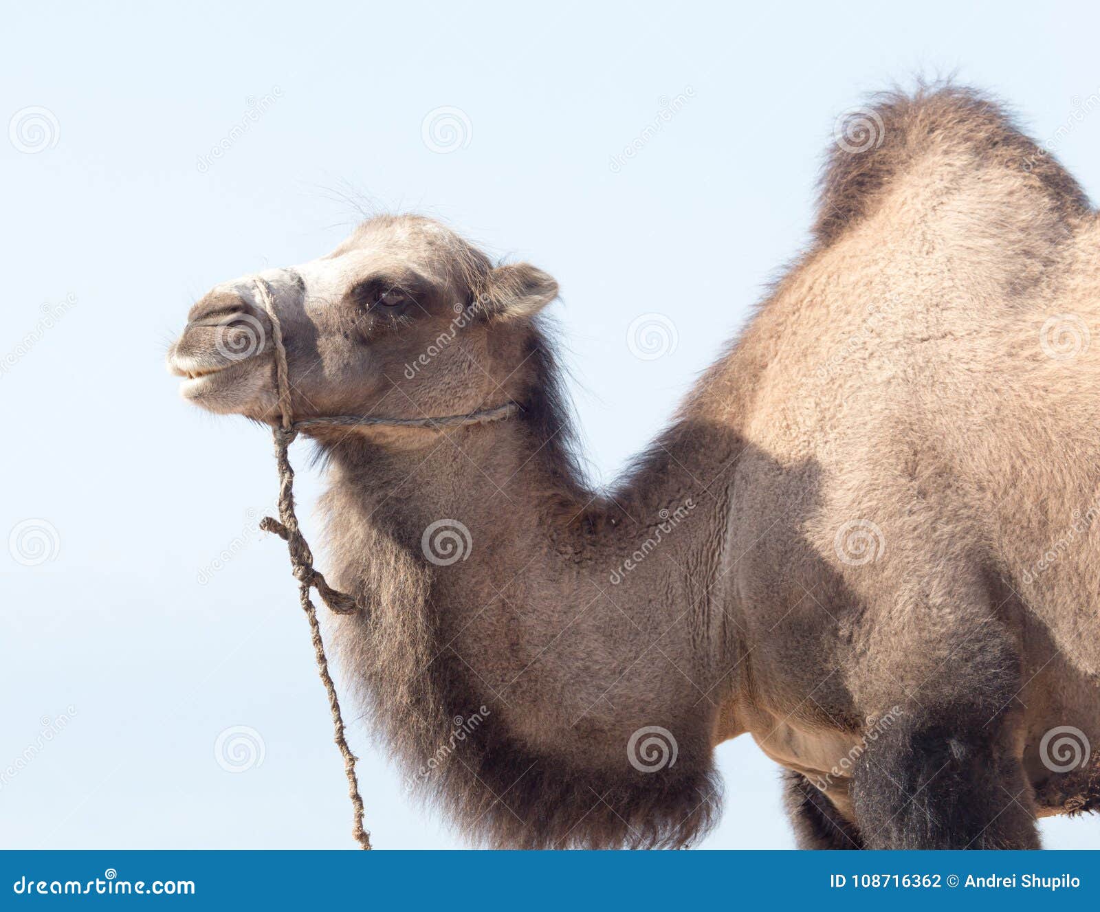Camel in nature stock photo. Image of wildlife, sand - 108716362