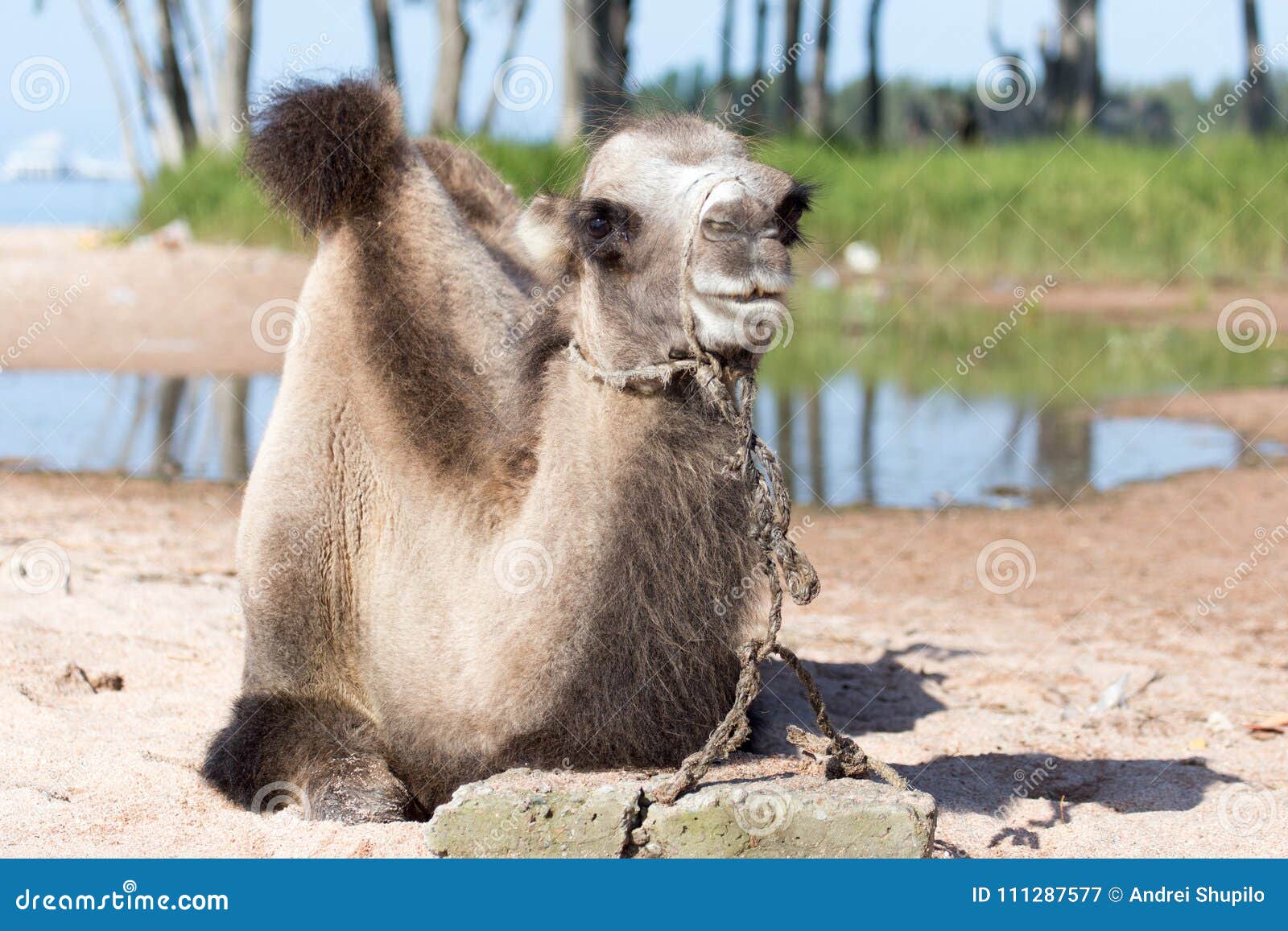Camel in nature stock image. Image of wildlife, summer - 111287577