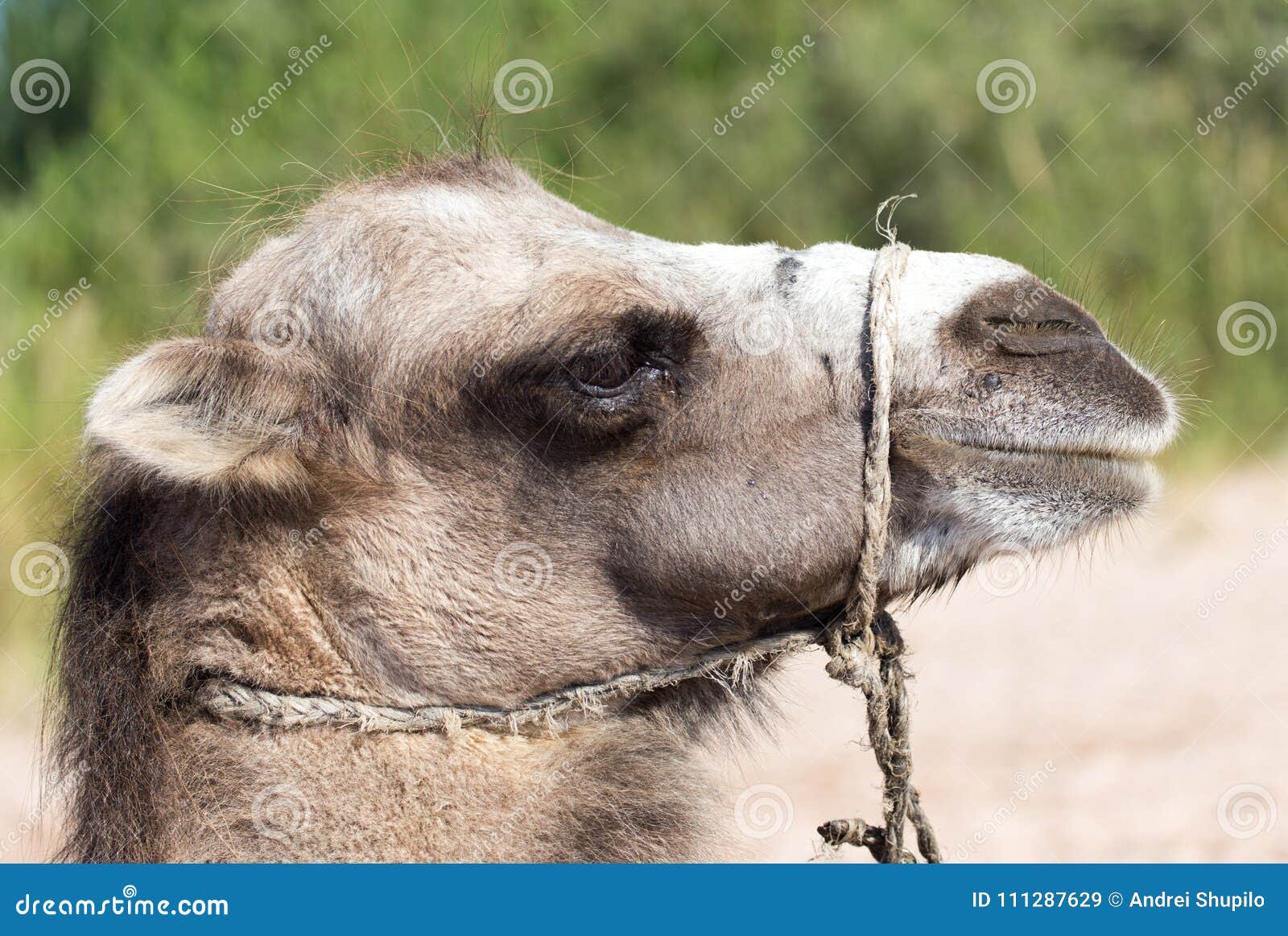 Camel in nature stock image. Image of nature, hump, wildlife - 111287629