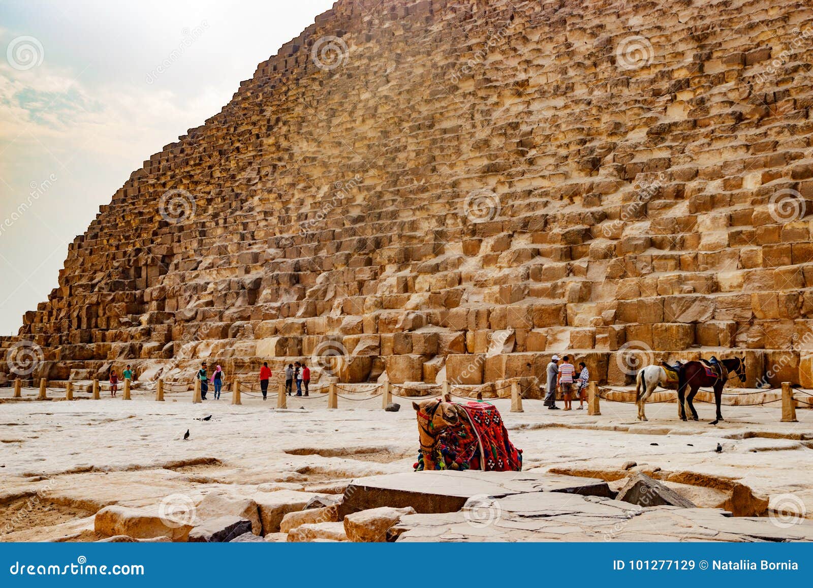 Camel Near the Ancient Pyramid in Cairo, Egypt Editorial Stock Image ...