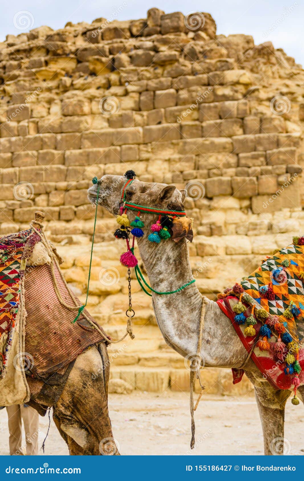Camel Near the Great Pyramids in Giza, Egypt Stock Image - Image of ...