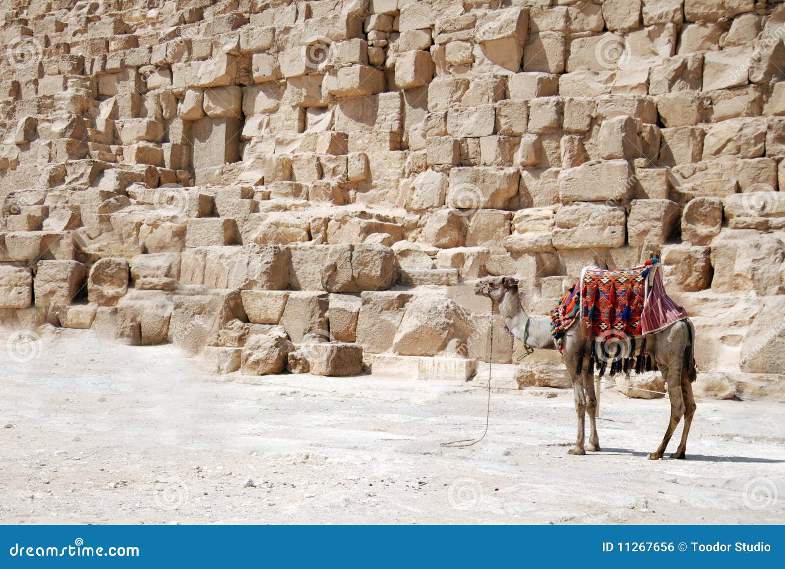 Camel near the pyramid stock photo. Image of transportation - 11267656