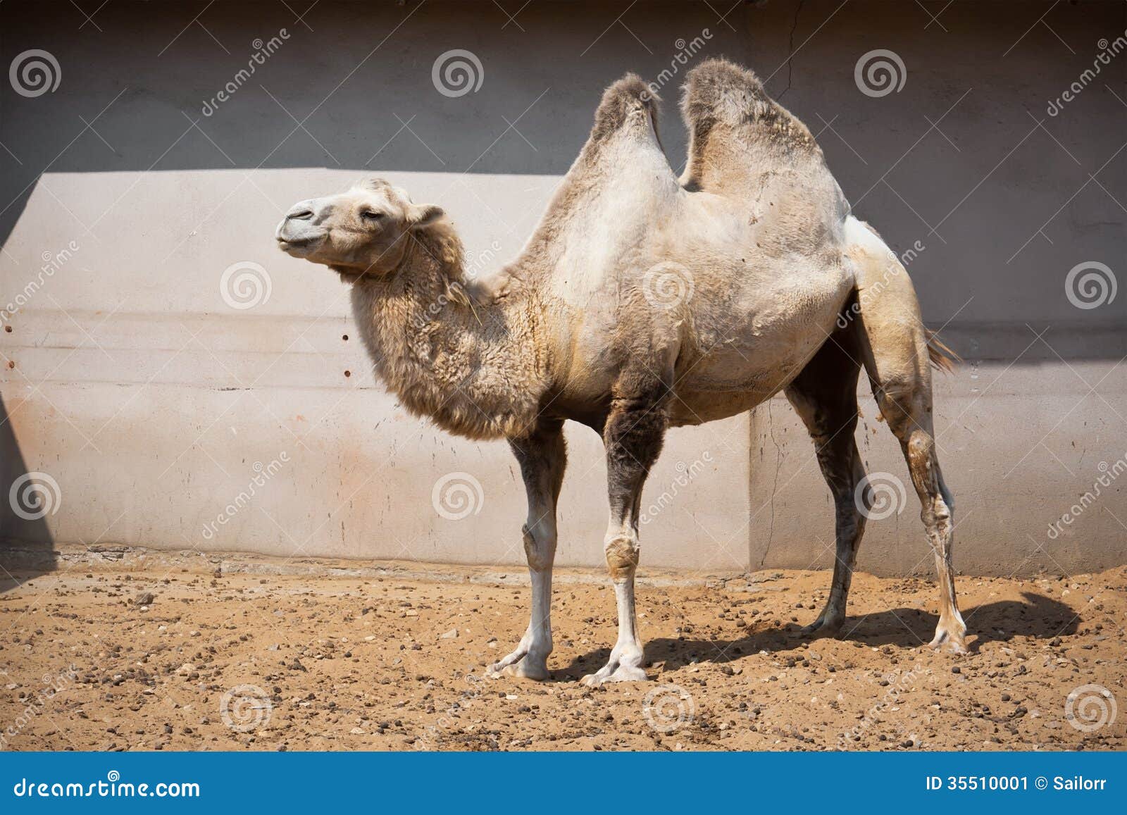 Camel stock image. Image of transportation, mammal, hump - 35510001