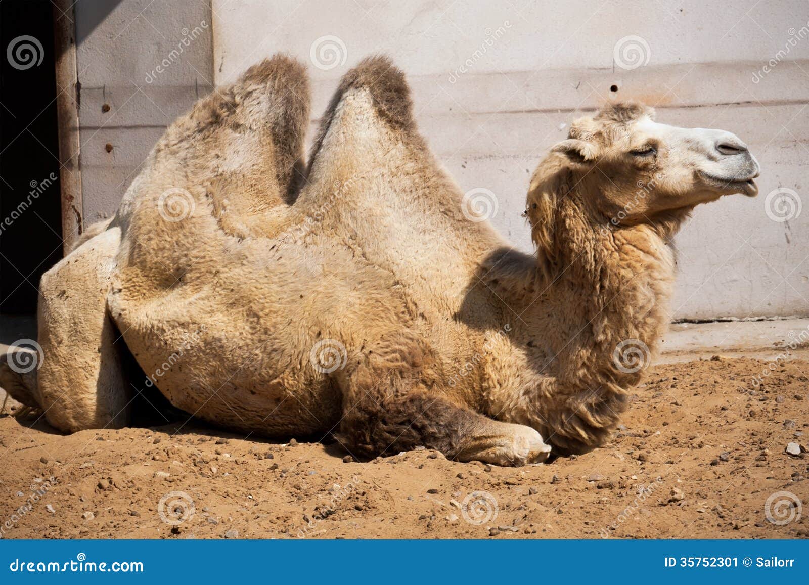 Camel stock image. Image of wilderness, animal, sand - 35752301