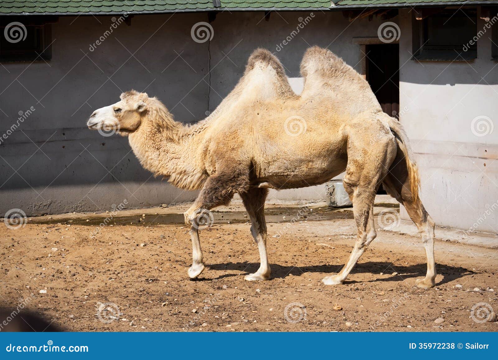 Camel stock photo. Image of traditional, outdoor, hump - 35972238