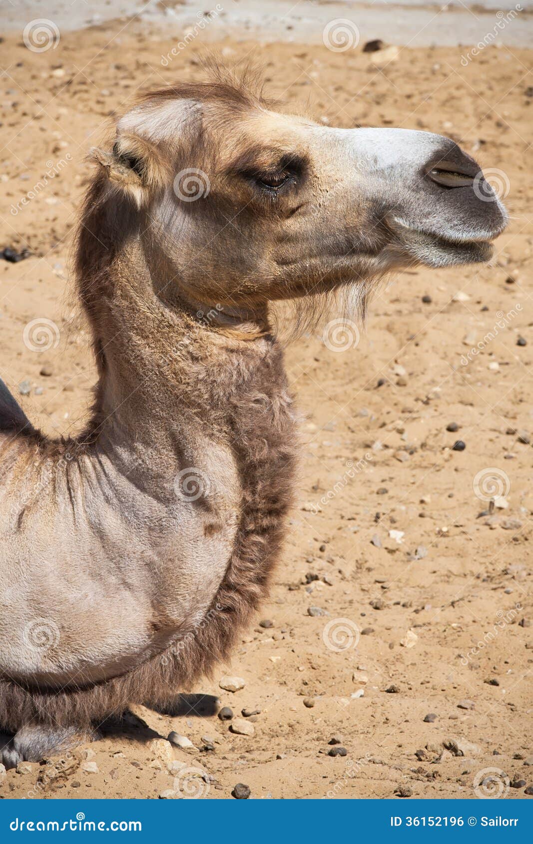 Camel stock photo. Image of mammal, sand, travel, animal - 36152196