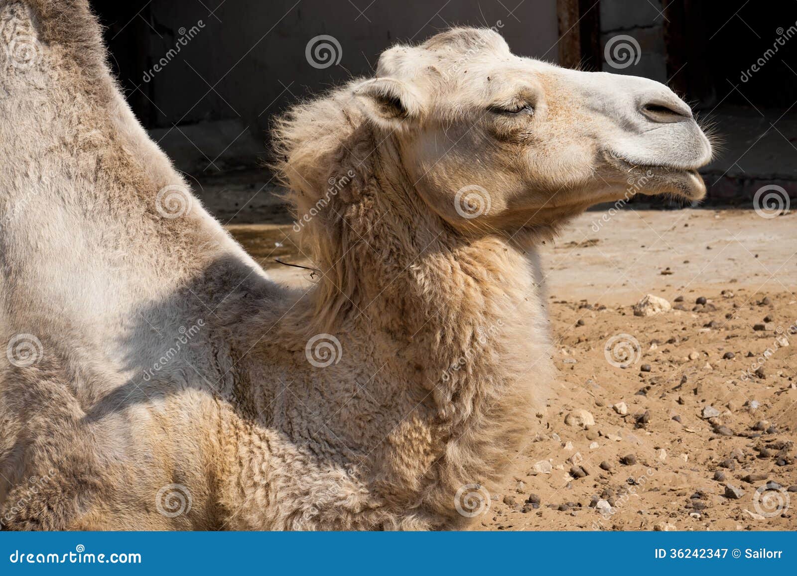 Camel stock image. Image of closeup, wilderness, portrait - 36242347