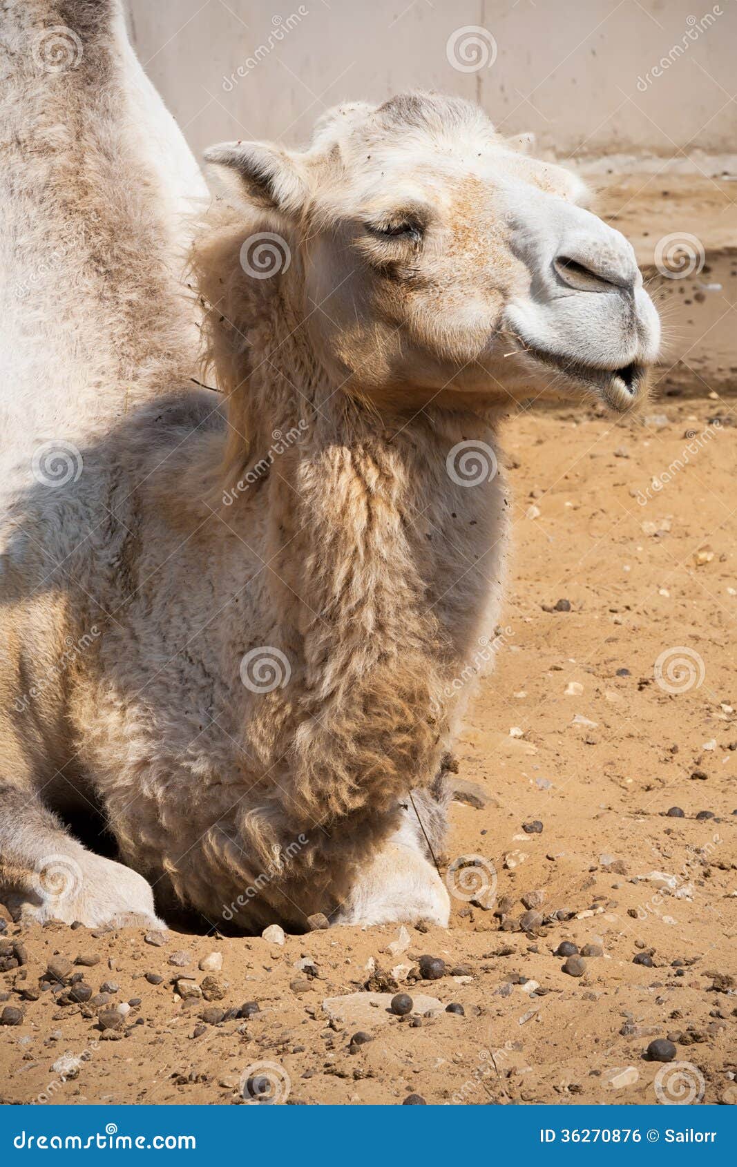 Camel stock photo. Image of mammal, hump, wildlife, camel - 36270876