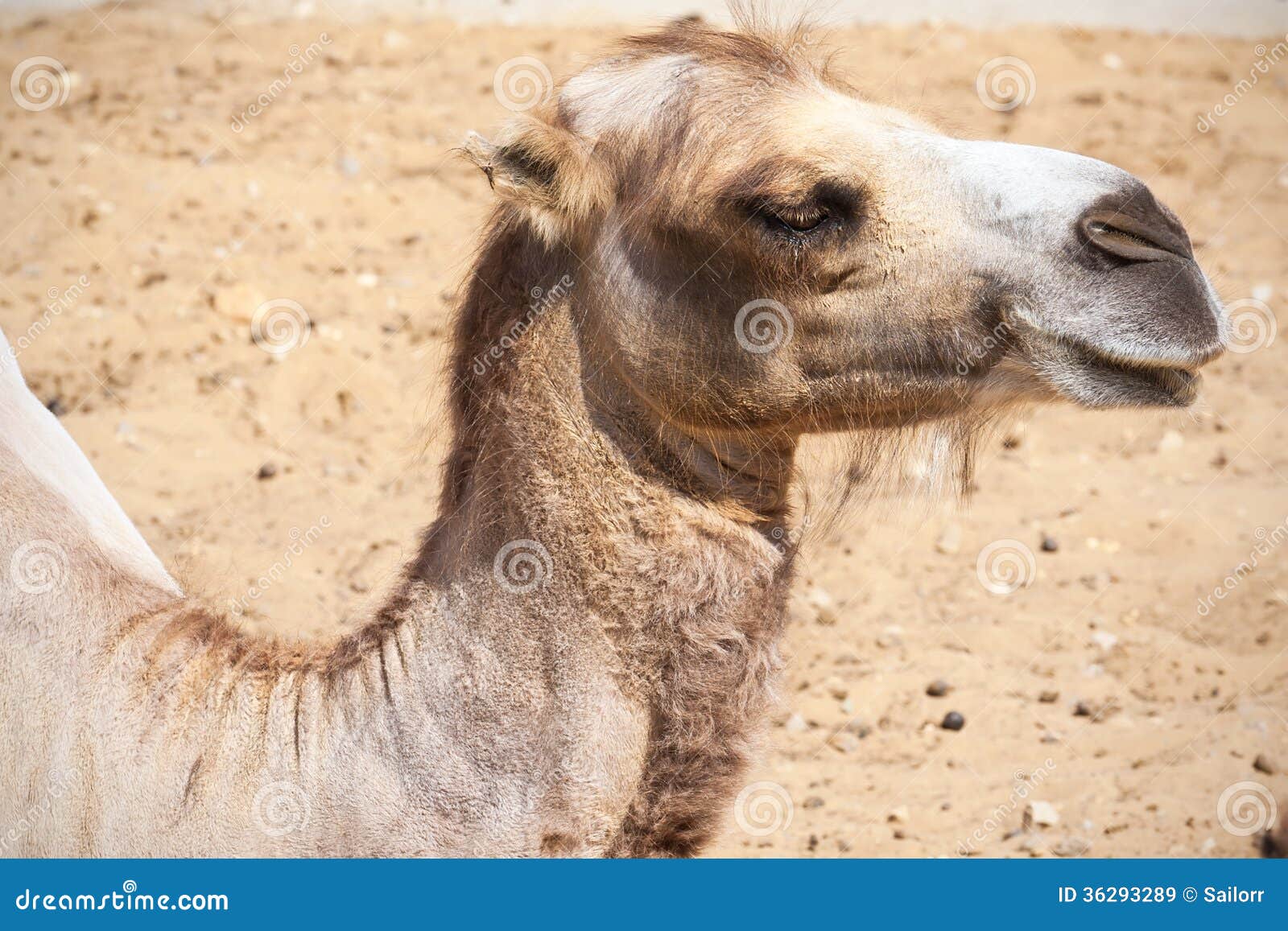 Camel stock image. Image of africa, safari, nature, camel - 36293289
