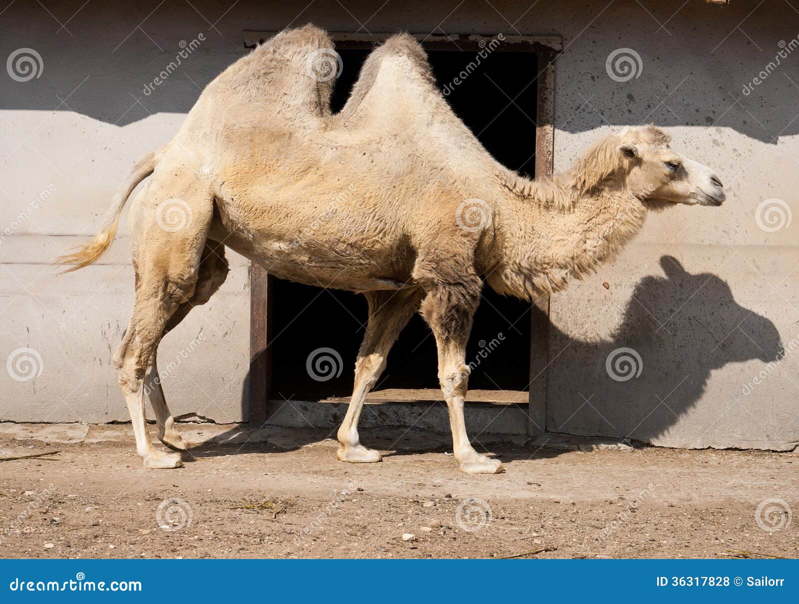 Camel stock photo. Image of closeup, wildlife, head, safari - 36317828