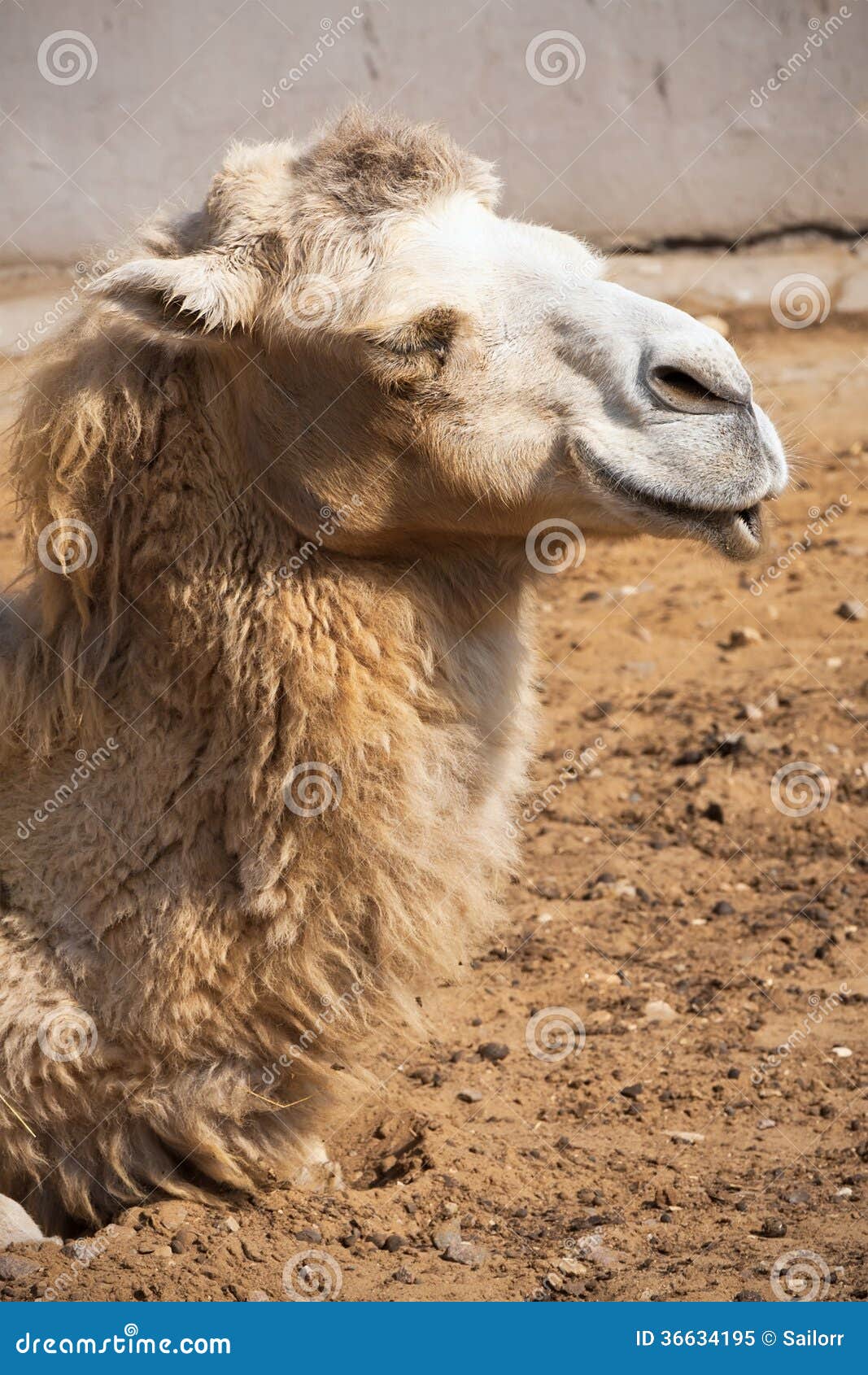 Camel stock image. Image of white, mammal, outdoor, camel - 36634195