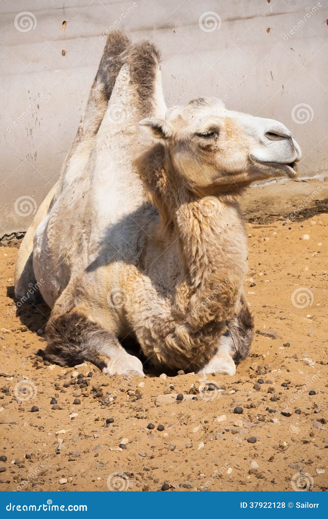 Camel stock photo. Image of mammal, hump, closeup, traditional - 37922128