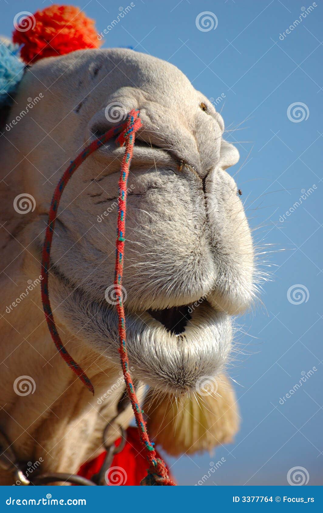 Camel Nose Picture. Image: 3377764