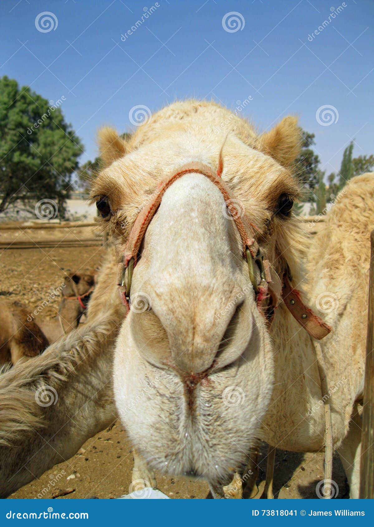 Camel Nose stock image. Image of summer, outdoors, animal - 73818041