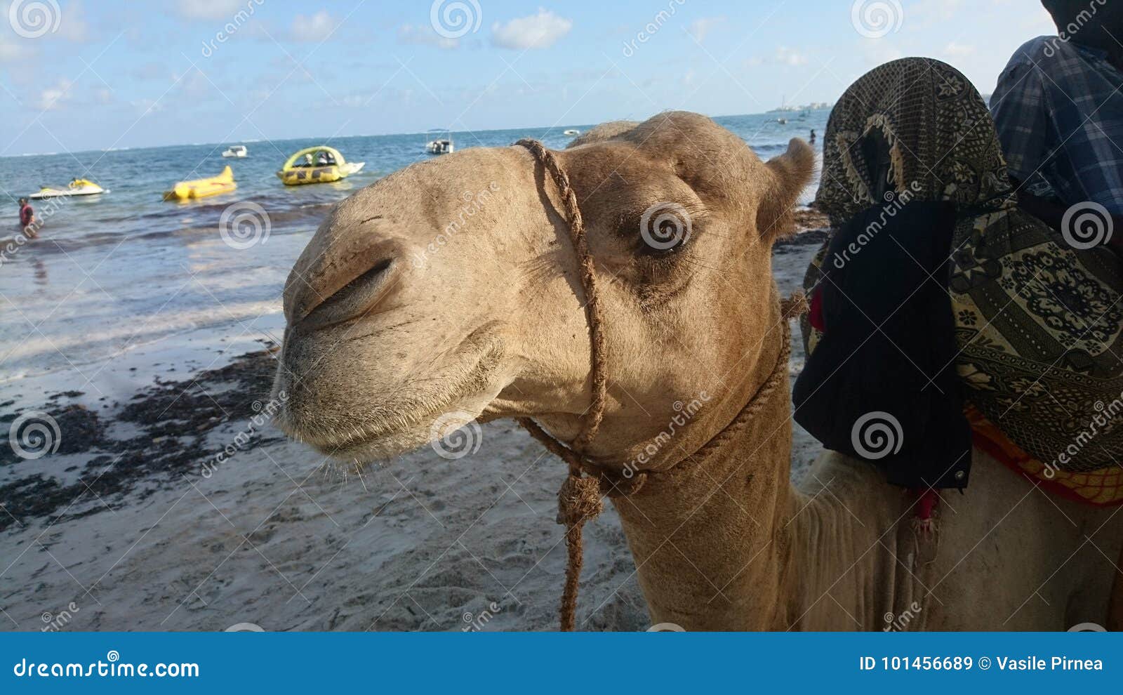 Camel on the beach stock image. Image of mombasa, kenya - 101456689