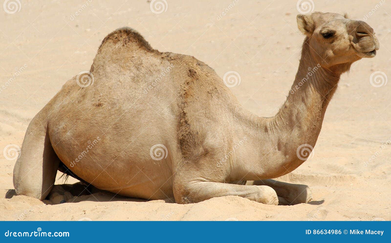 Camel in Oman desert stock photo. Image of ears, sand - 86634986