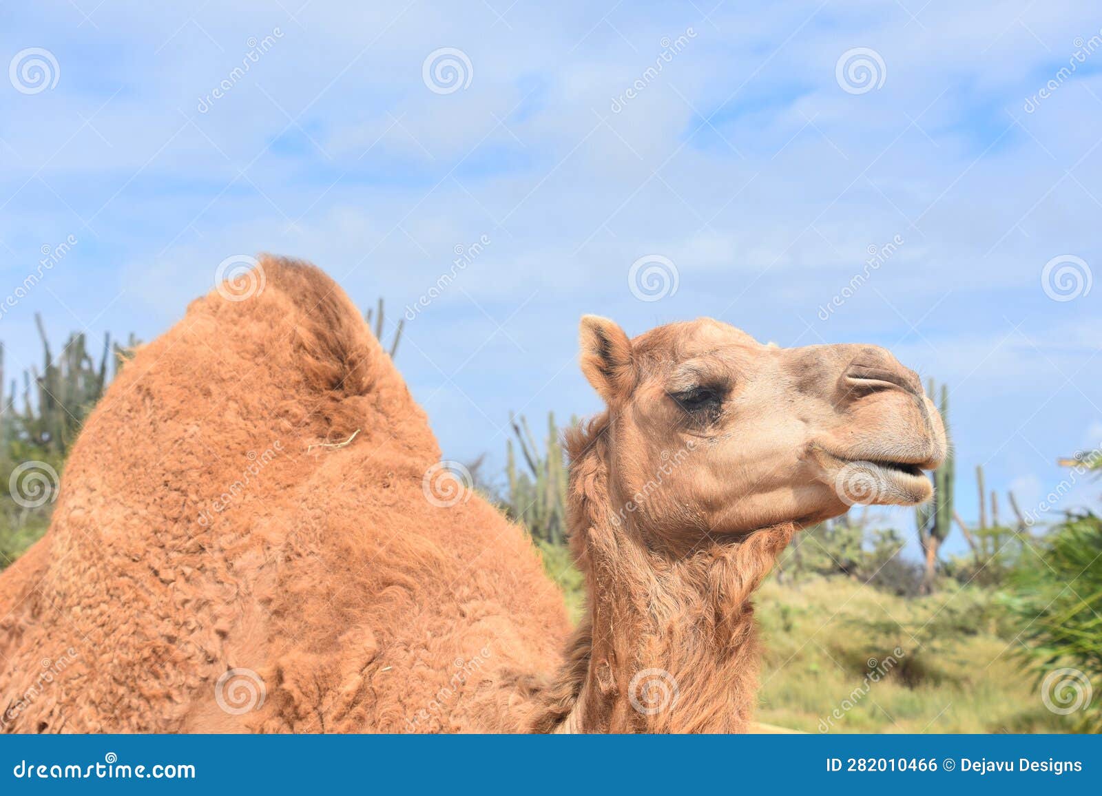 Camel with One Large Hump in the Desert Stock Photo - Image of outdoors ...