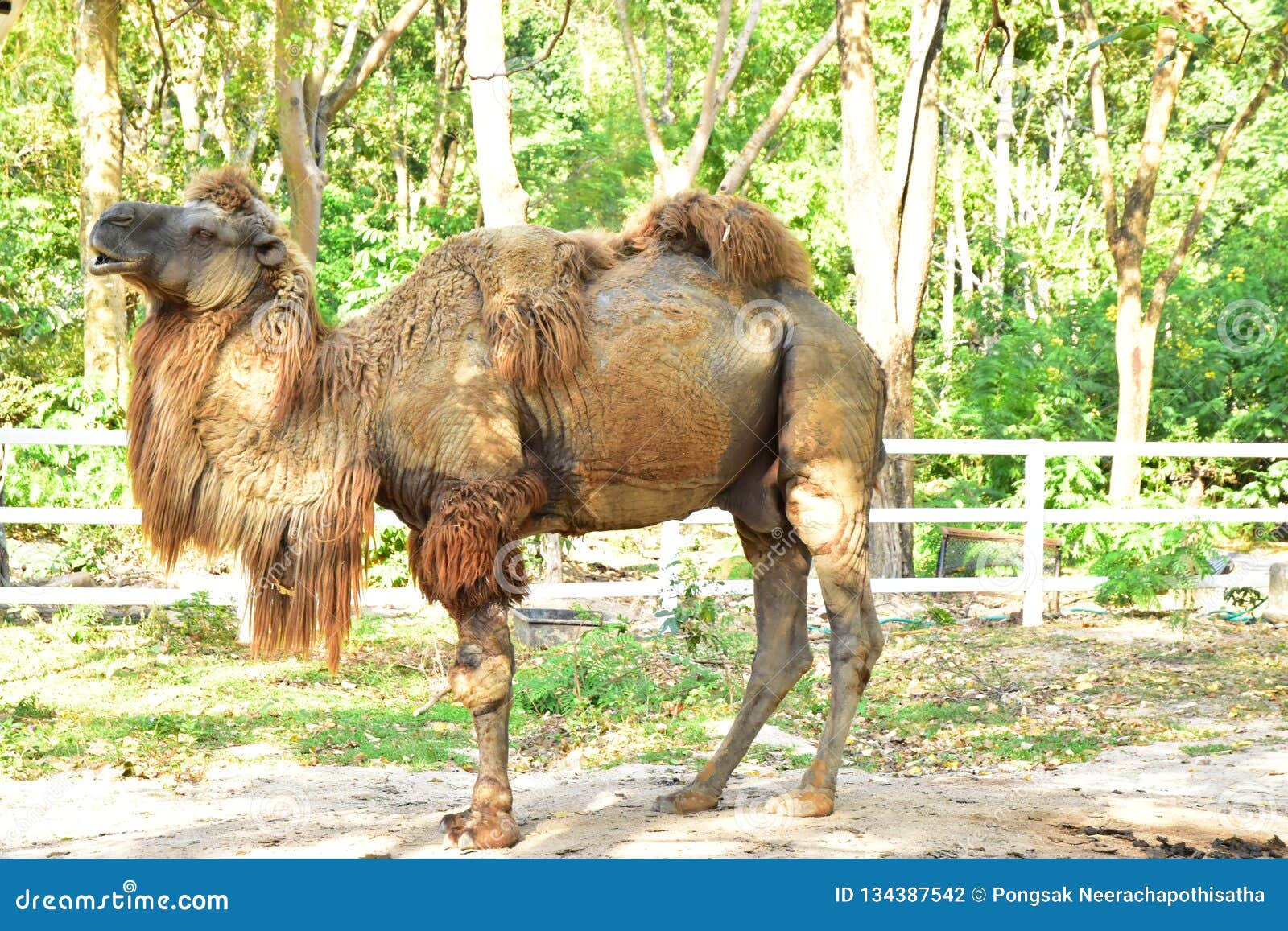 The Camel on the Open Zoo stock photo. Image of portrait - 134387542