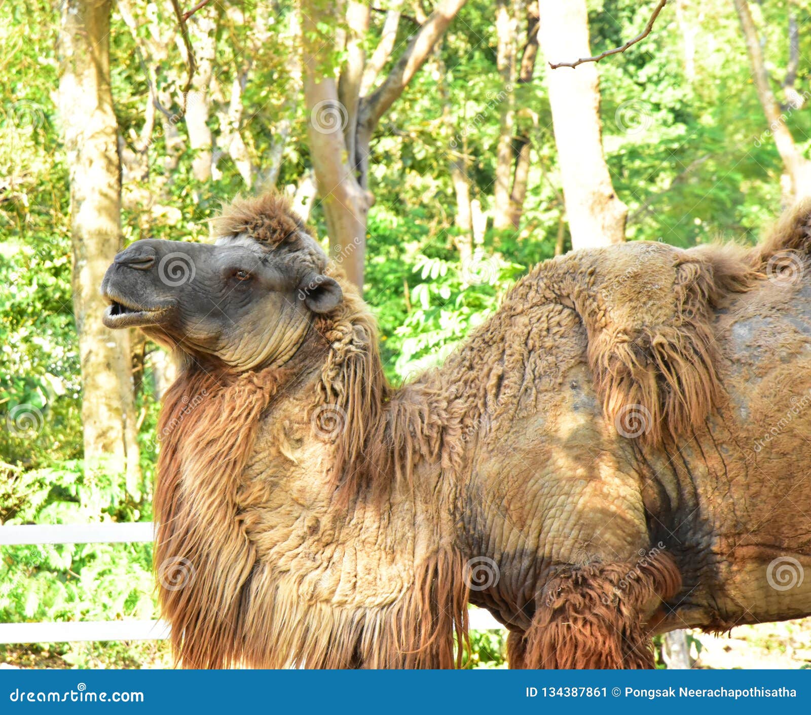 The Camel on the Open Zoo stock image. Image of blue - 134387861