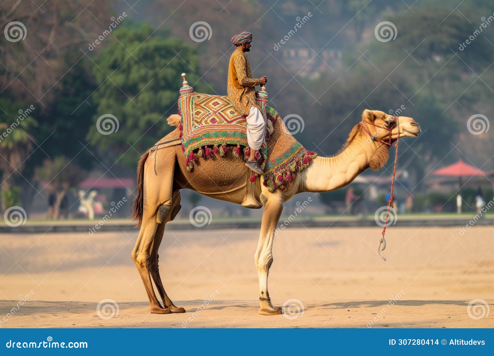Camel with Ornate Saddle and a Rider Dressed in Local Attire Stock ...