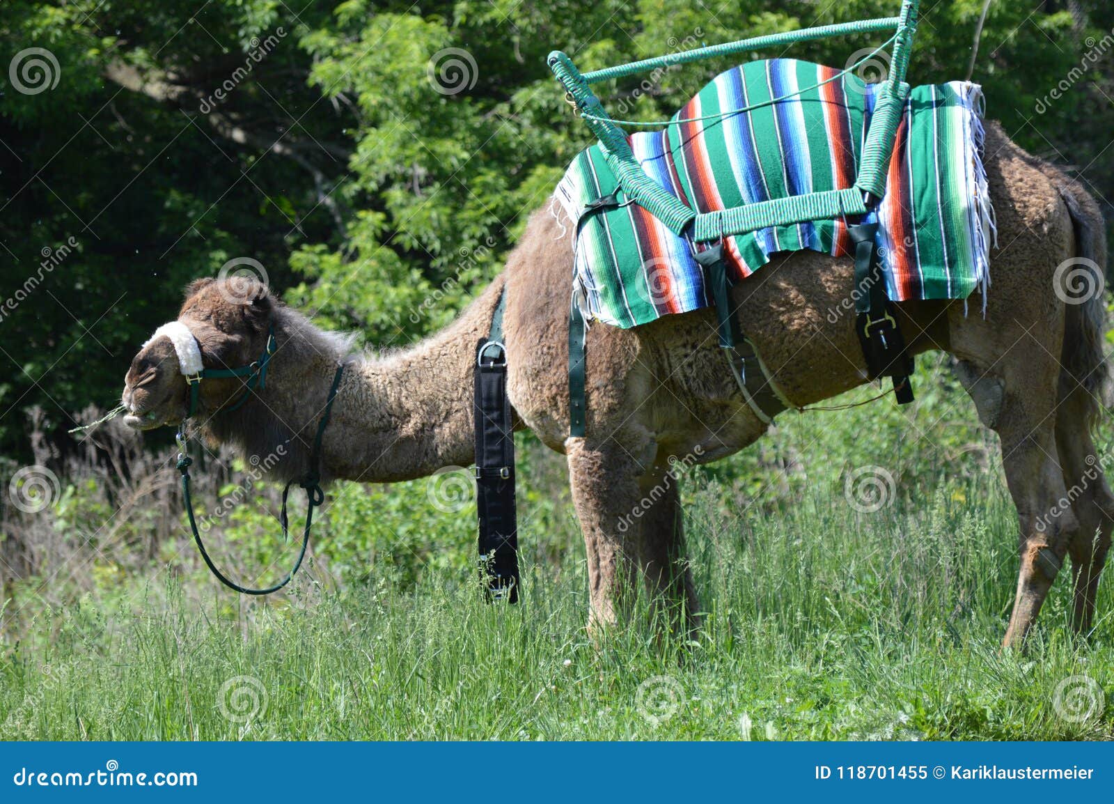 A camel in the outdoors stock image. Image of alert - 118701455