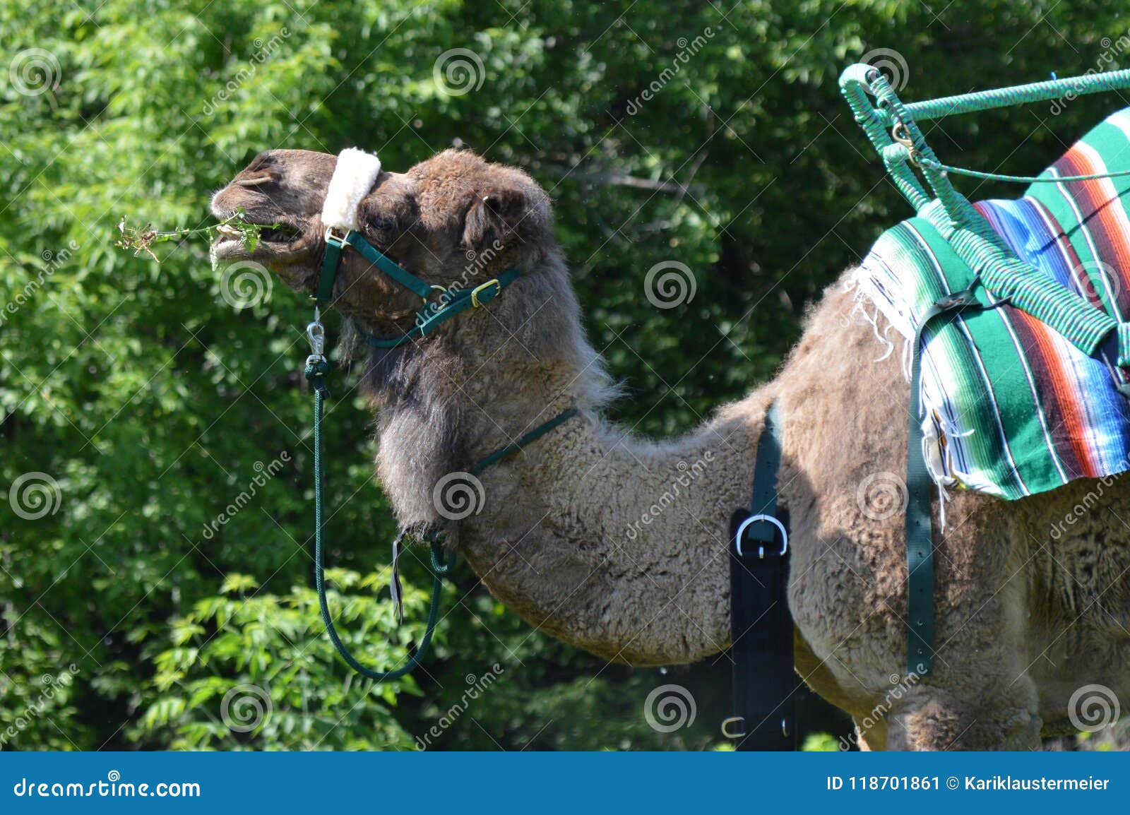 A camel in the outdoors stock image. Image of calm, grass - 118701861