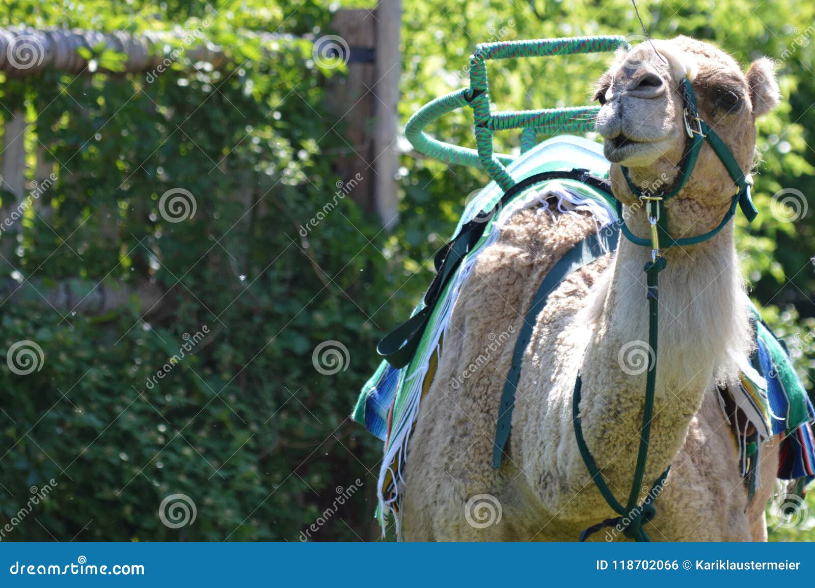A camel in the outdoors stock photo. Image of ride, camel - 118702066