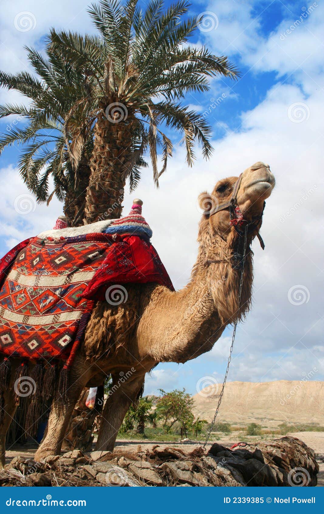 Camel and Palm Tree stock image. Image of tree, israel - 2339385 Camel and Palm Tree stock image. Image of tree, israel - 2339385