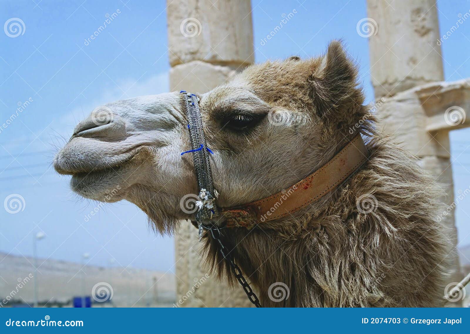 Camel in Palmyra stock image. Image of syria, camel, asia - 2074703