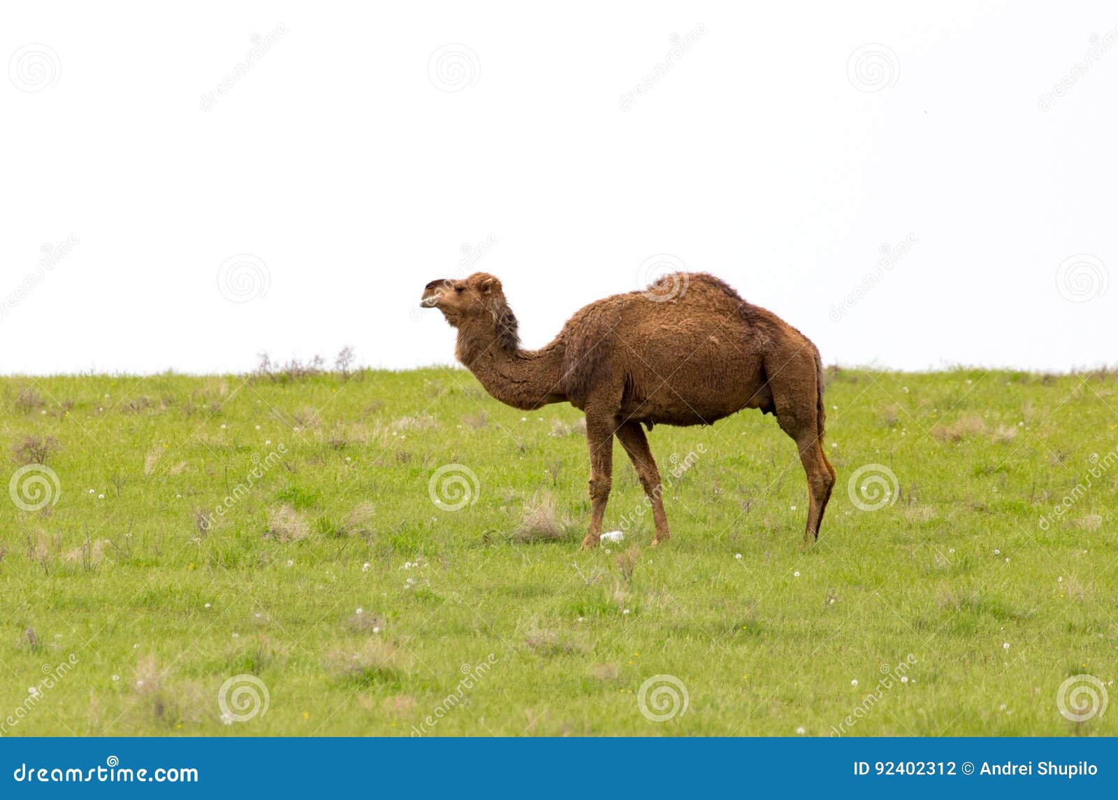 Camel in the Pasture in the Spring Stock Photo - Image of brown ...