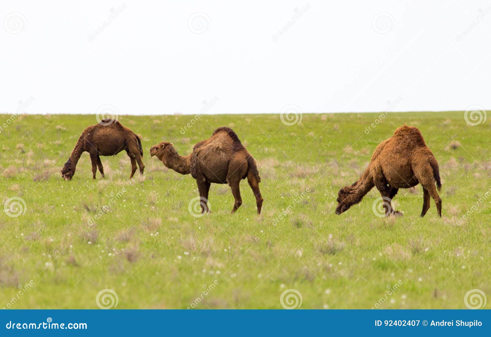 Camel in the Pasture in the Spring Stock Image - Image of pasture ...