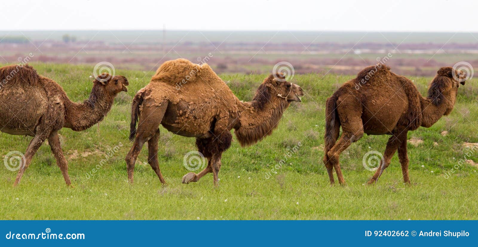 Camel in the Pasture in the Spring Stock Photo - Image of wild, fauna ...