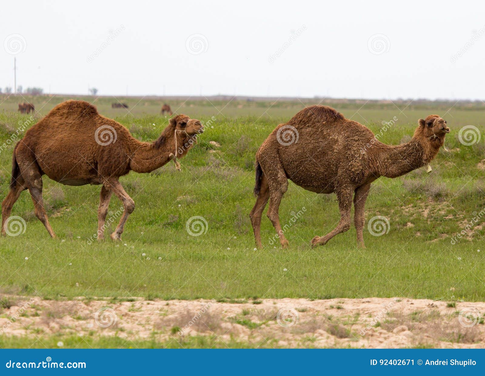 Camel in the Pasture in the Spring Stock Image - Image of brown, meadow ...