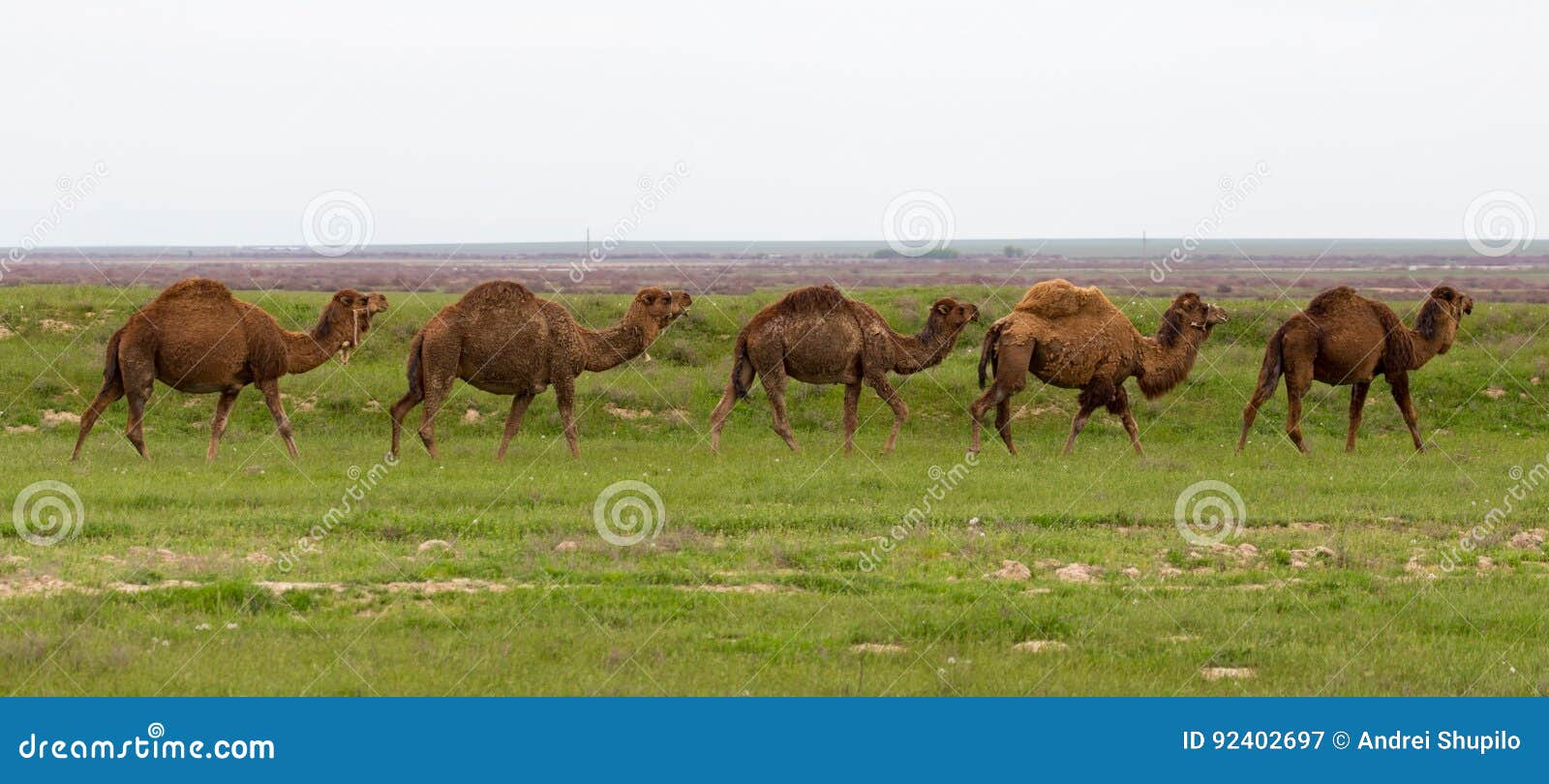 Camel in the Pasture in the Spring Stock Image - Image of nature ...