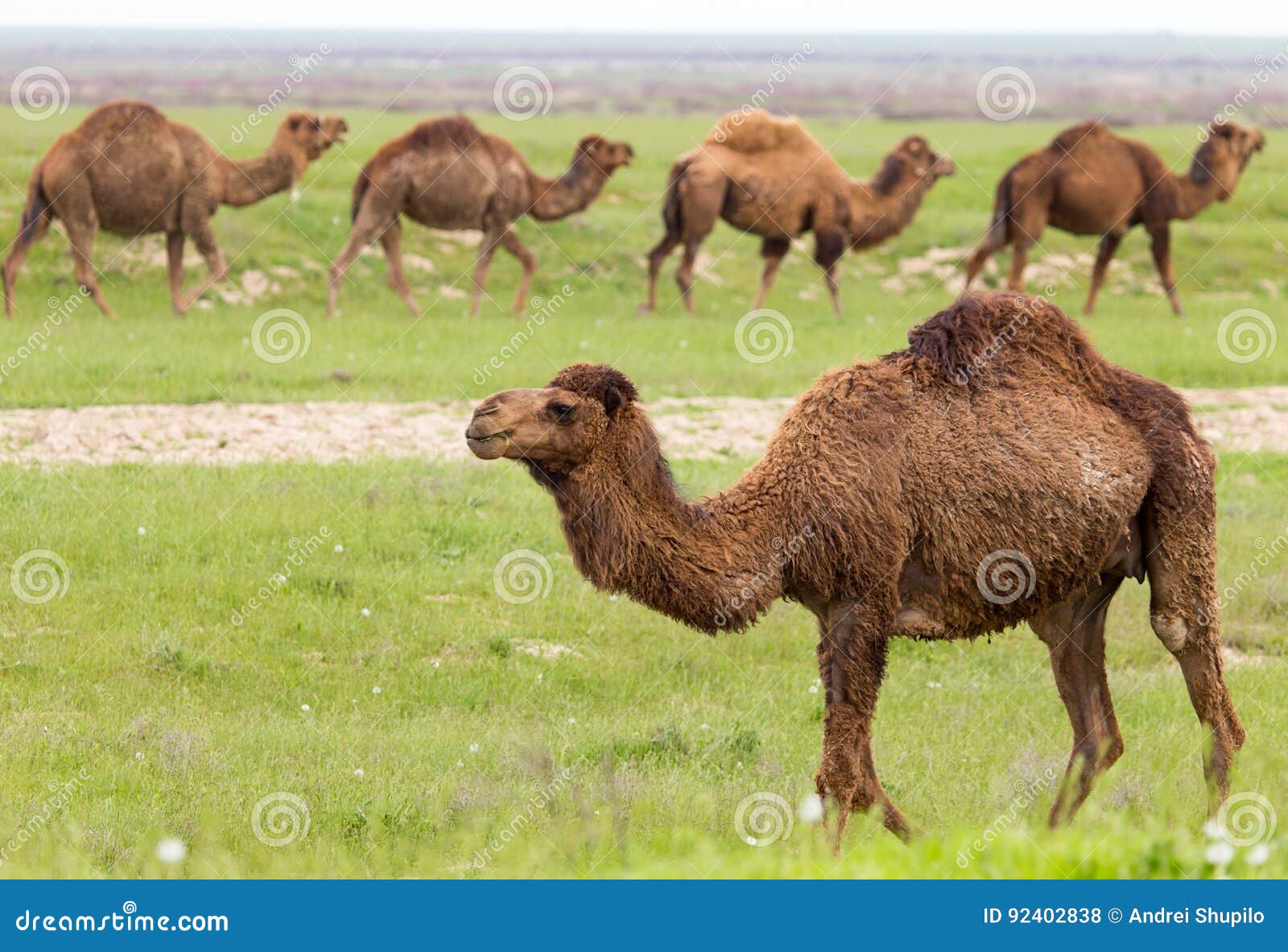 Camel in the Pasture in the Spring Stock Photo - Image of life, grass ...
