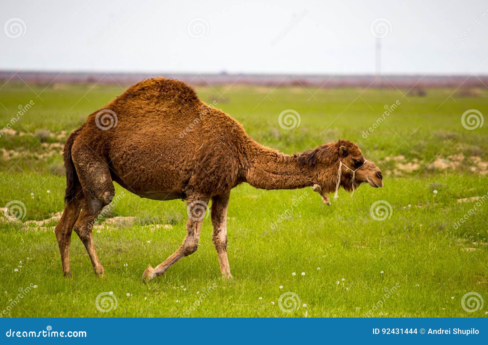 Camel in the Pasture in the Spring Stock Photo - Image of portrait ...