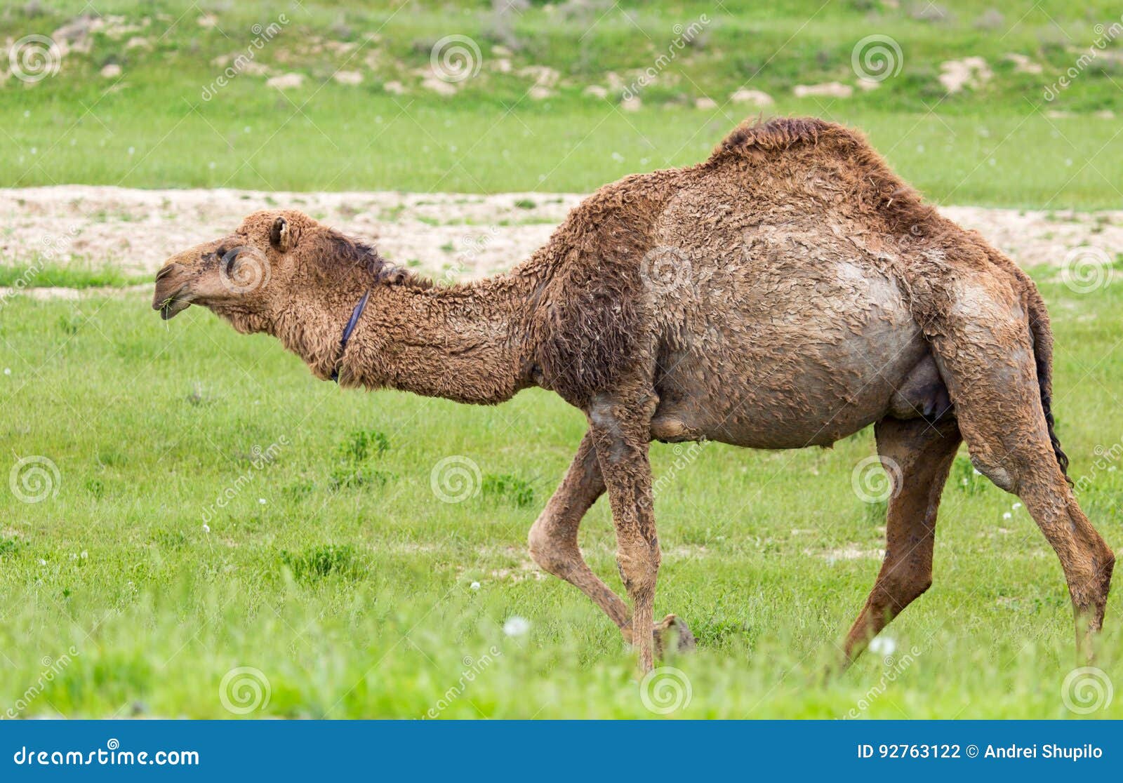Camel in the Pasture in the Spring Stock Photo - Image of spring ...