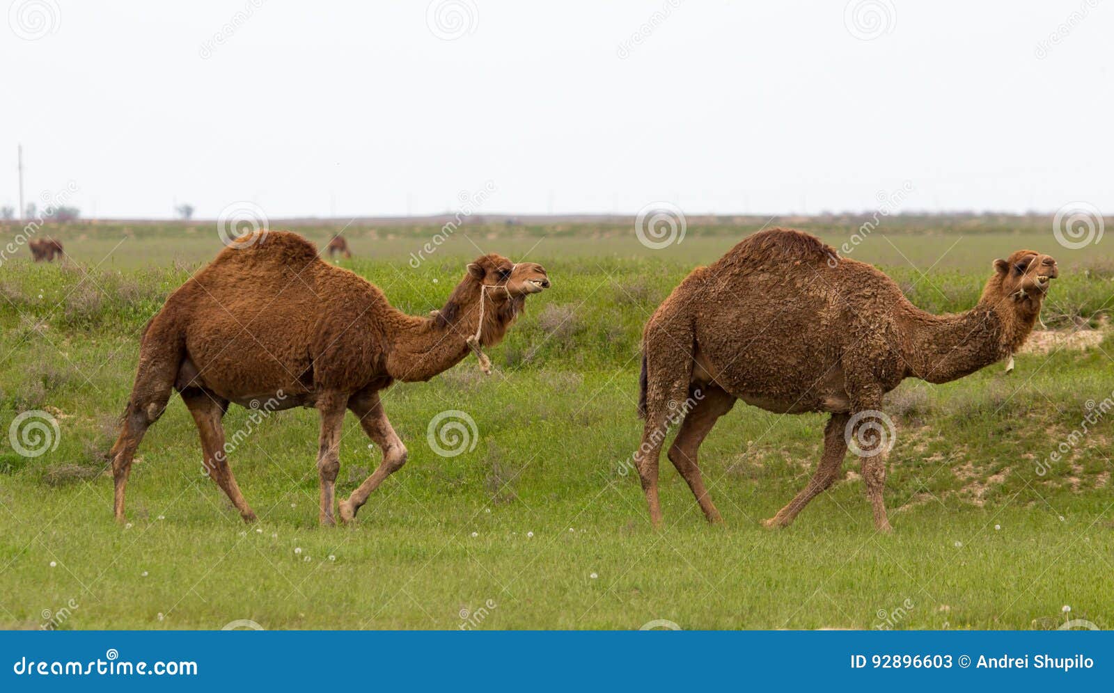 Camel in the Pasture in the Spring Stock Image - Image of arabia, green ...