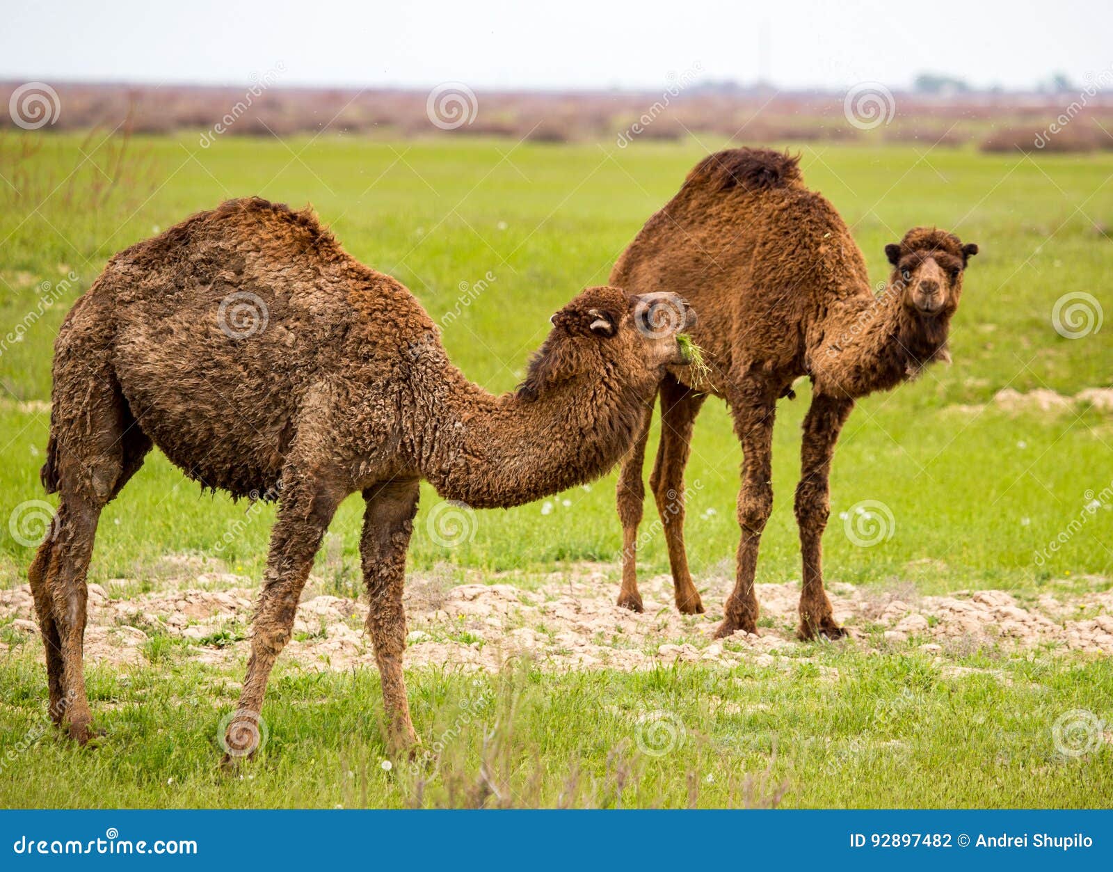 Camel in the Pasture in the Spring Stock Photo - Image of arabia ...