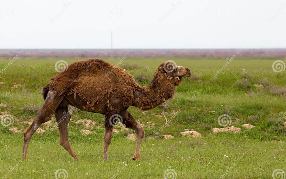 Camel in the Pasture in the Spring Stock Image - Image of spring ...
