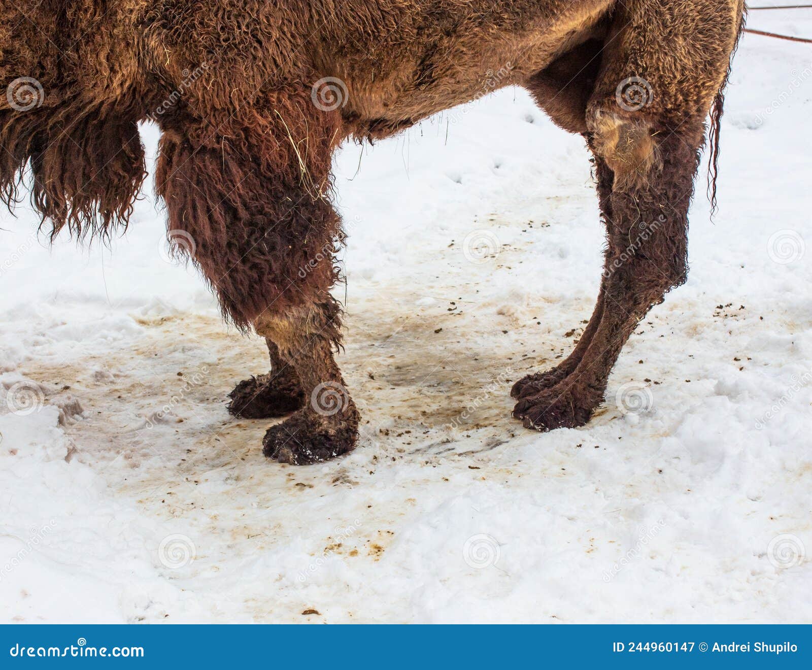 Camel Paws on the Snow in Winter Stock Image - Image of winter, season ...