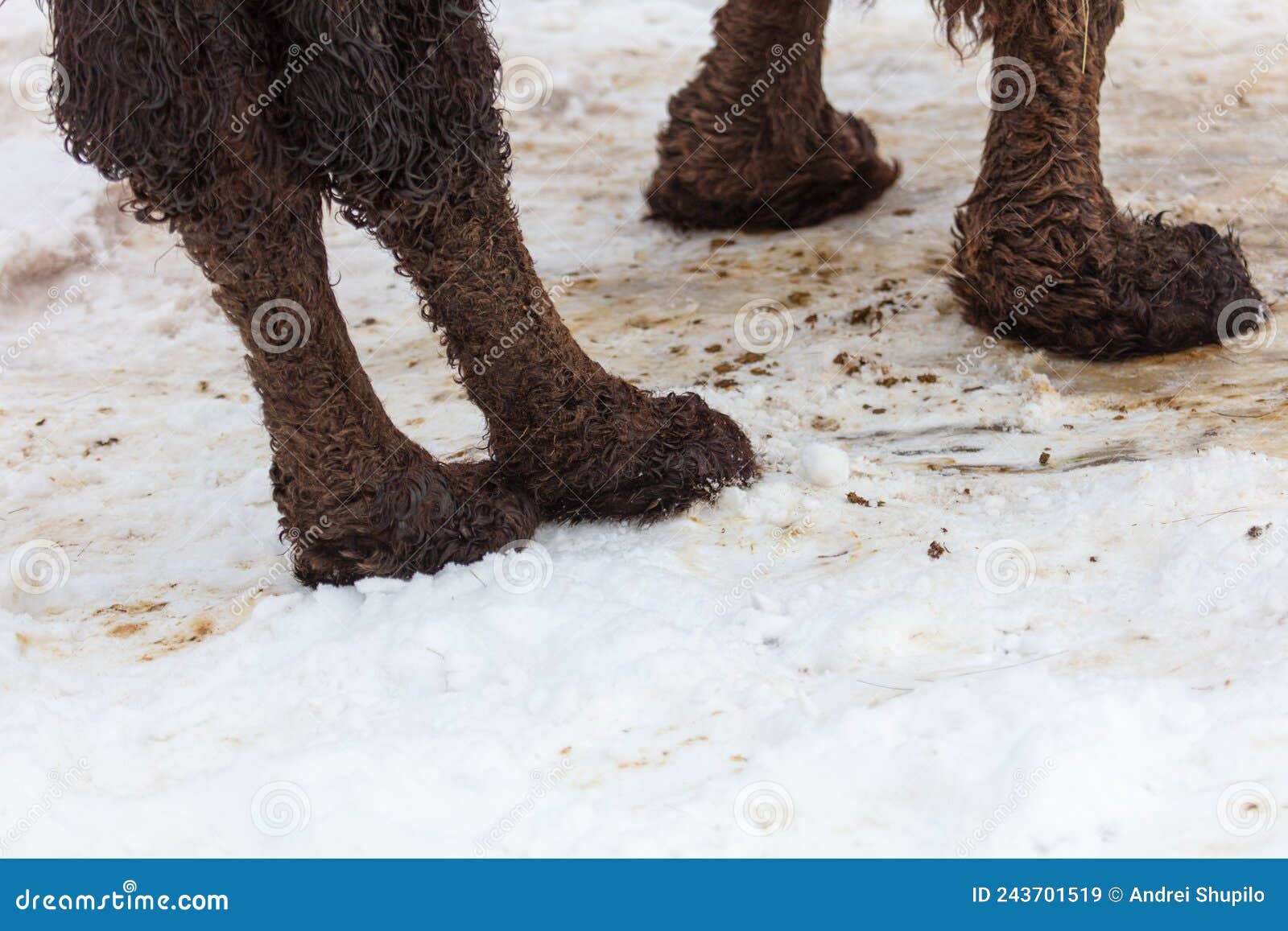 Camel Paws on the Snow in Winter Stock Image - Image of mountain, hiker ...